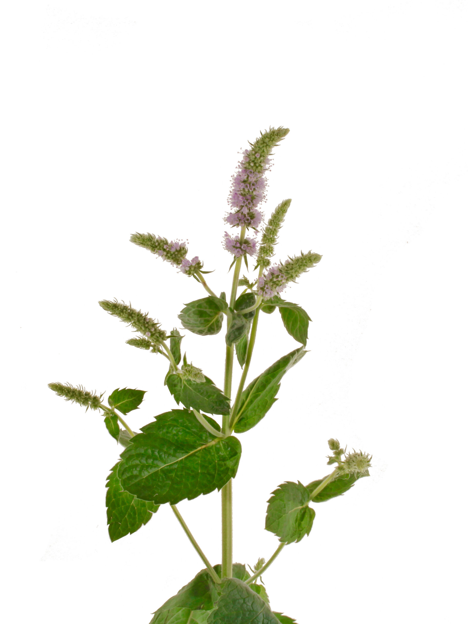 Mentha Fresh Start™ by Florius Flowers | Floriexpo