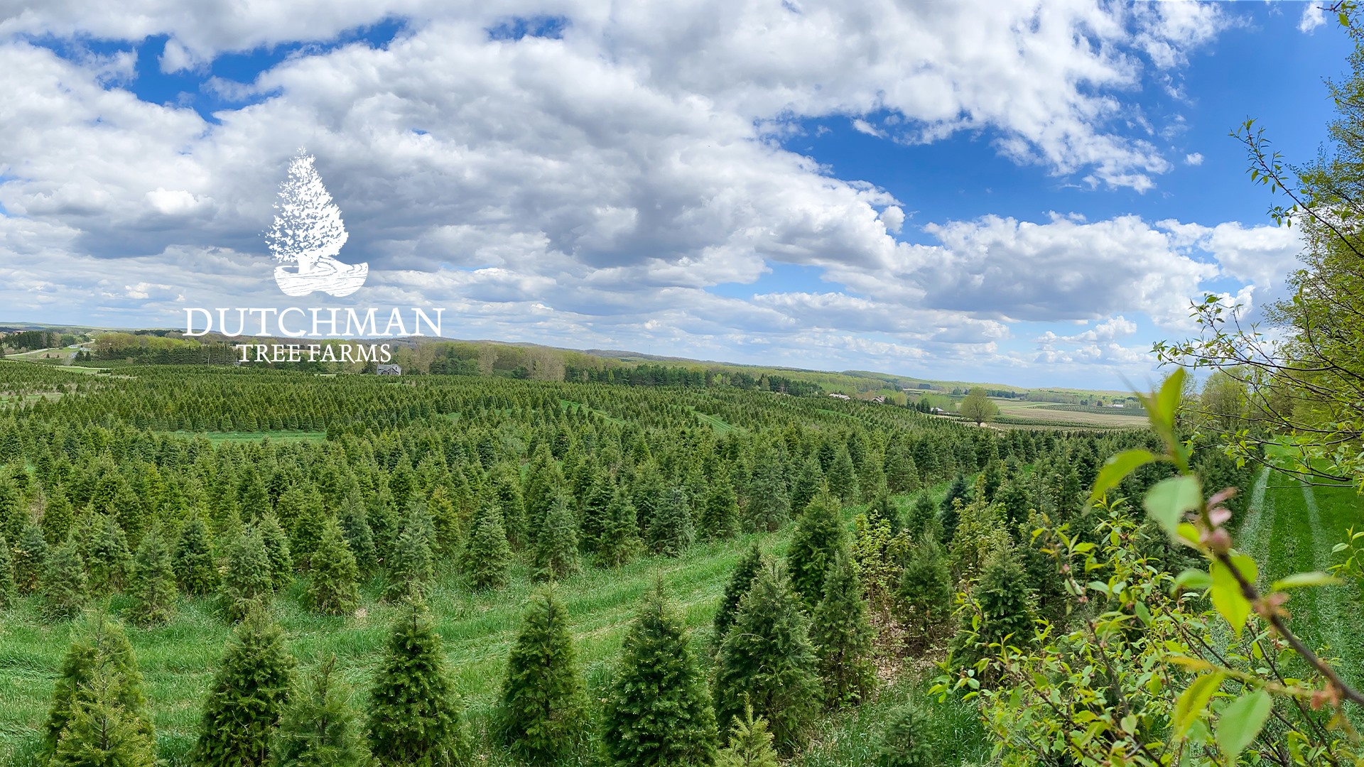 Only 84 Days Until Christmas! Enter Dutchman Tree Farm! | Floriexpo